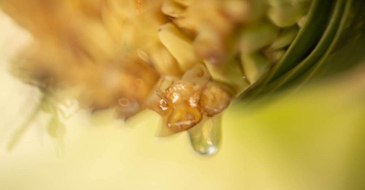 How Cultures Around the World Use Coconut Flower Sap – CÓCOES